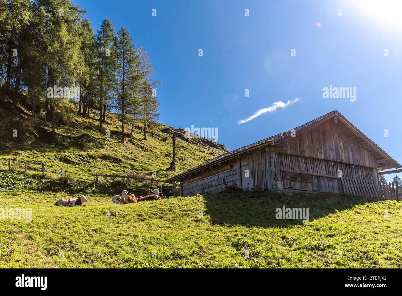 Cows on the mountain pasture, Fröstlberg in the Rauris Valley, Rauris ...