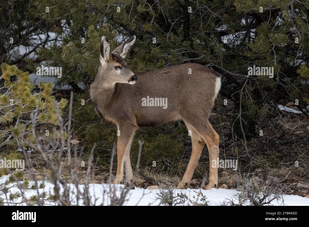 Mule Deer (Odocoileus hemionus) in Grand Canyon National Park. Standing ...