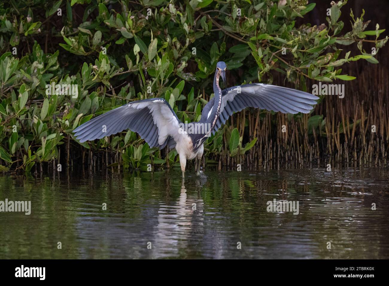 Great Blue Heron (Ardea herodias) standing in wetland pond, island of ...