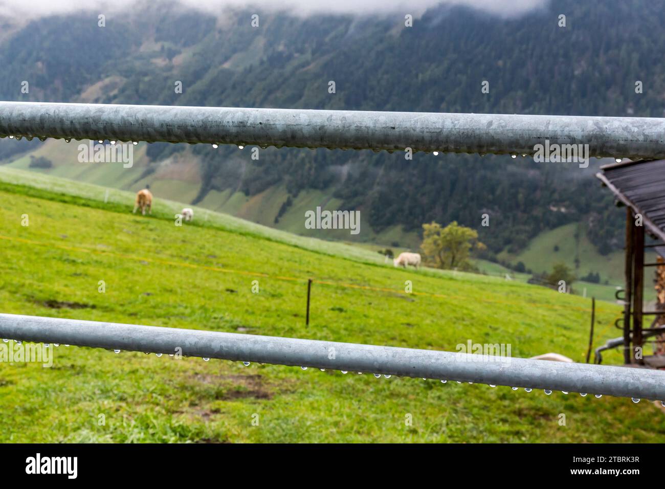 Dewdrops on the fence hi-res stock photography and images - Alamy