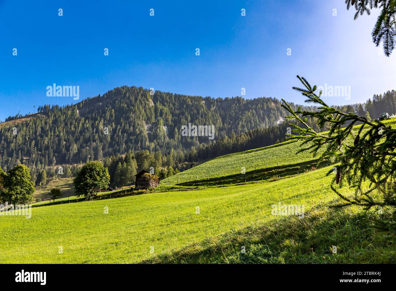 Alpine pasture on Fröstlberg in the Rauris Valley, Rauris, Pinzgau ...