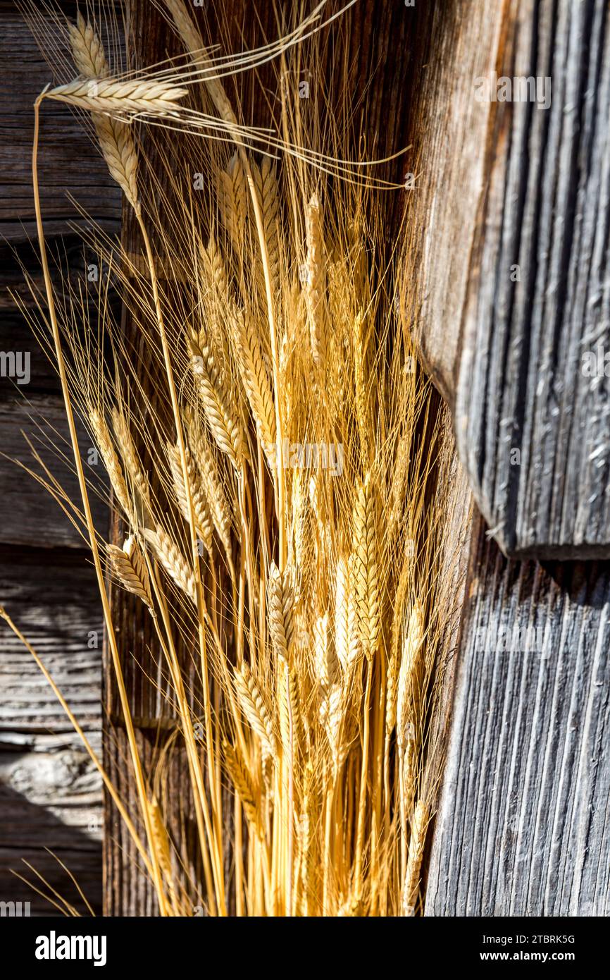 Einkorn wheat, ancient grain, various types of grain, bread festival at ...