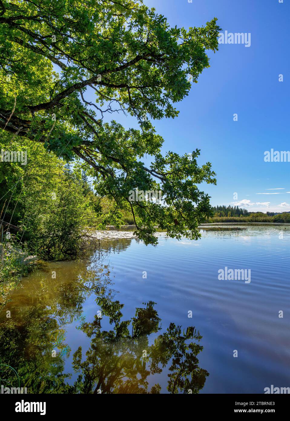 Maisinger See nature reserve near Maising, Upper Bavaria, Bavaria ...