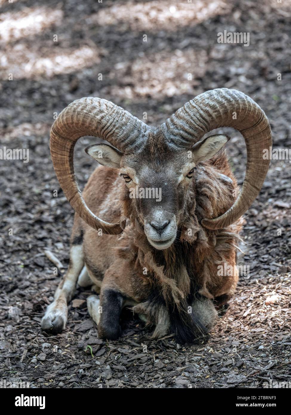 Large horns hi-res stock photography and images - Alamy