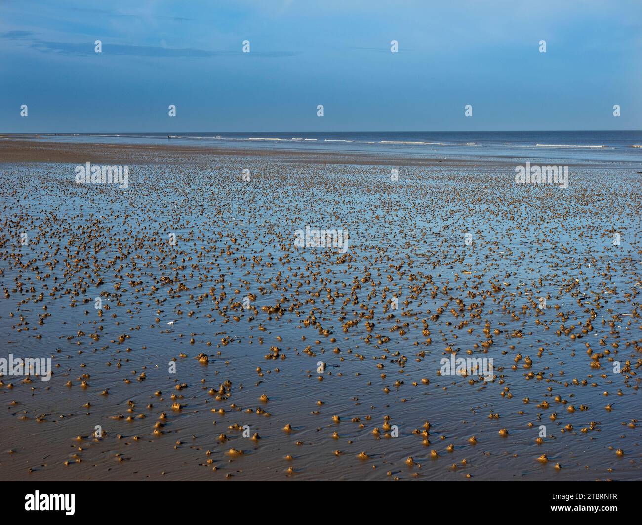 The RSPB Nature reserve and beach at Titchwell Norfolk Stock Photo - Alamy