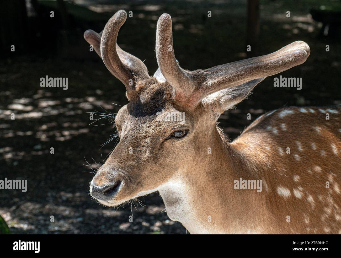Fallow deer, fallow deer, Dama Dama, Poing Wildlife Park, Bavaria ...