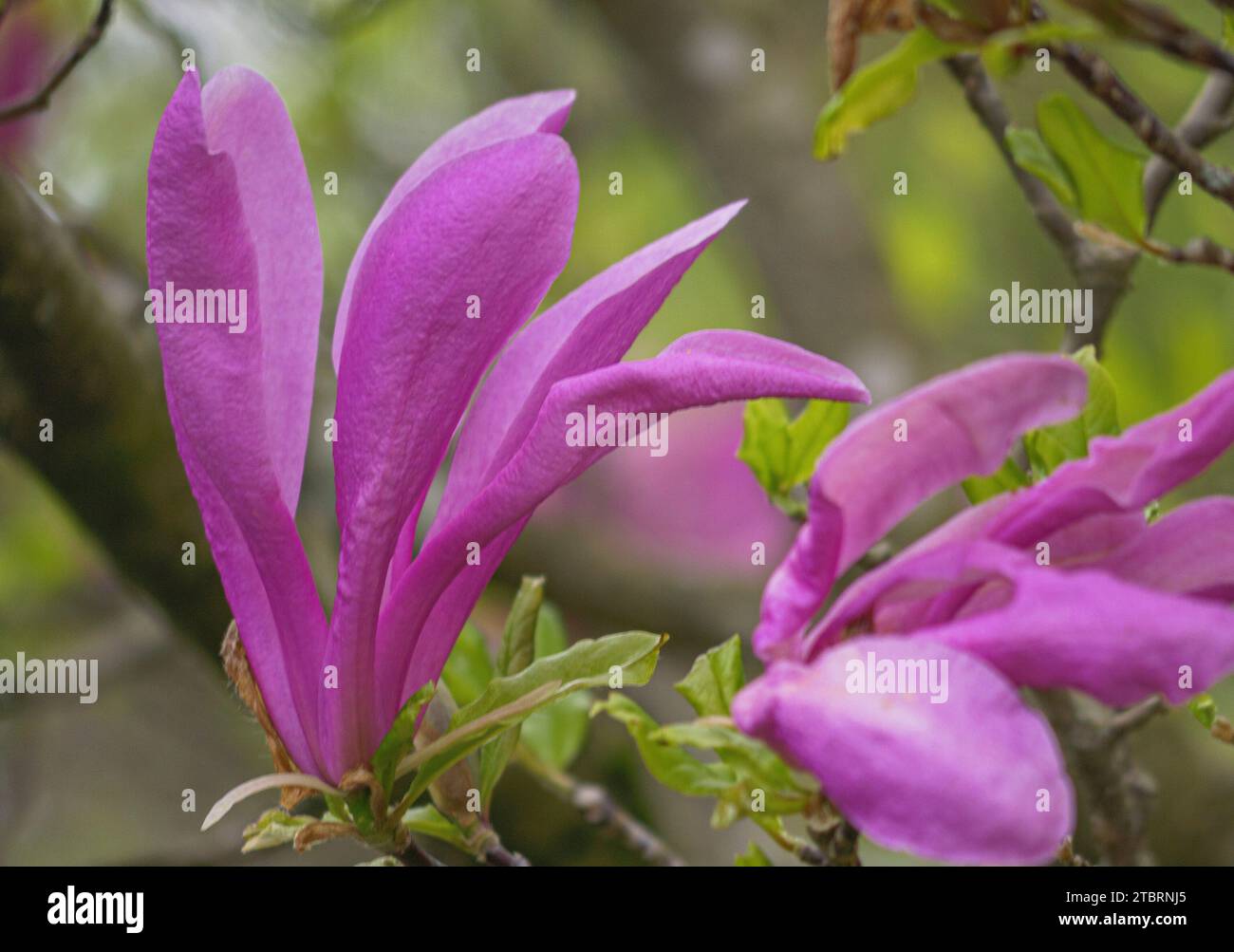 Flowering magnolia tree, tulip magnolia (Magnolia), Bavaria, Germany ...