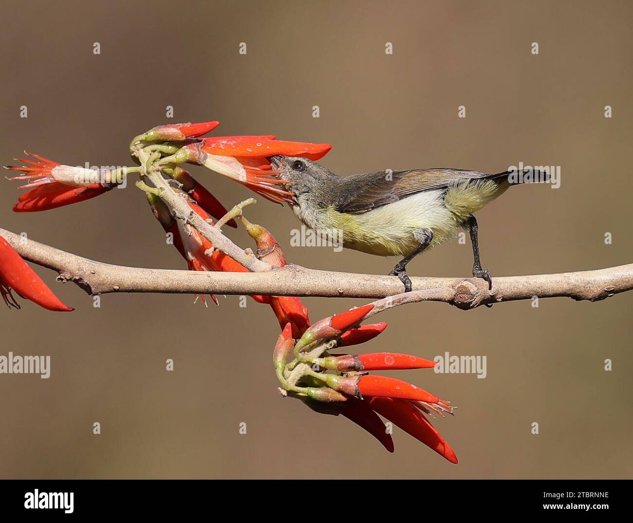 Indian sunbirds hi-res stock photography and images - Alamy