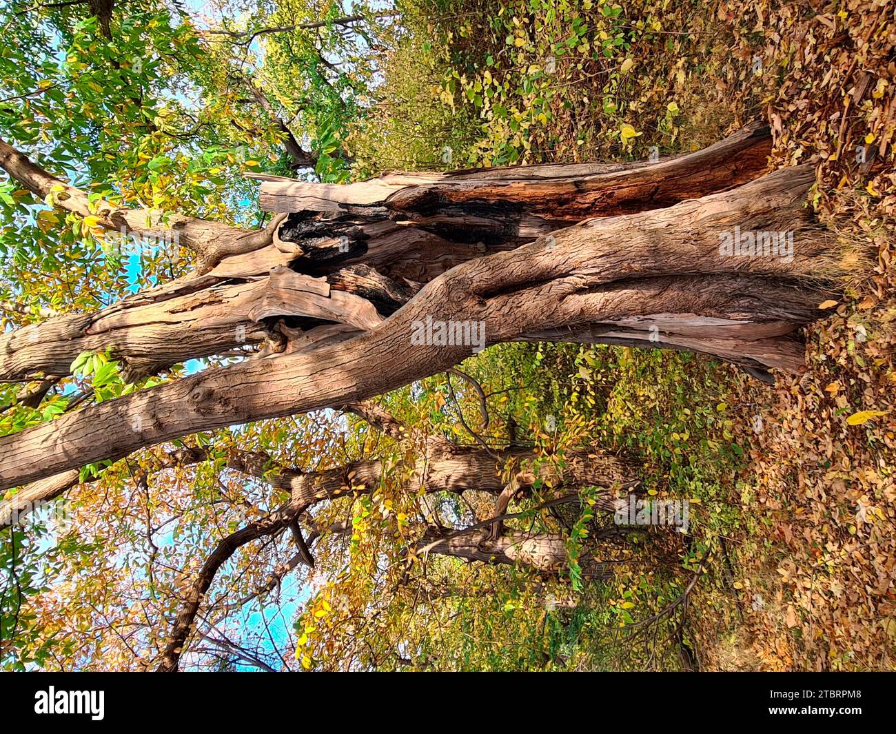 old gnarled chestnut tree, chestnut grove in Wernigerode, Harz, old ...