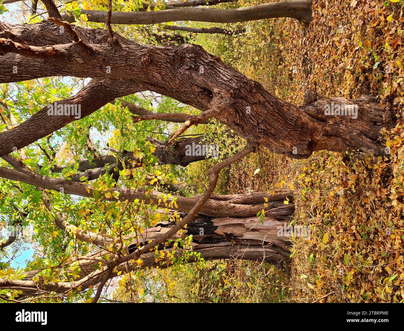 Old chestnut tree hi-res stock photography and images - Alamy