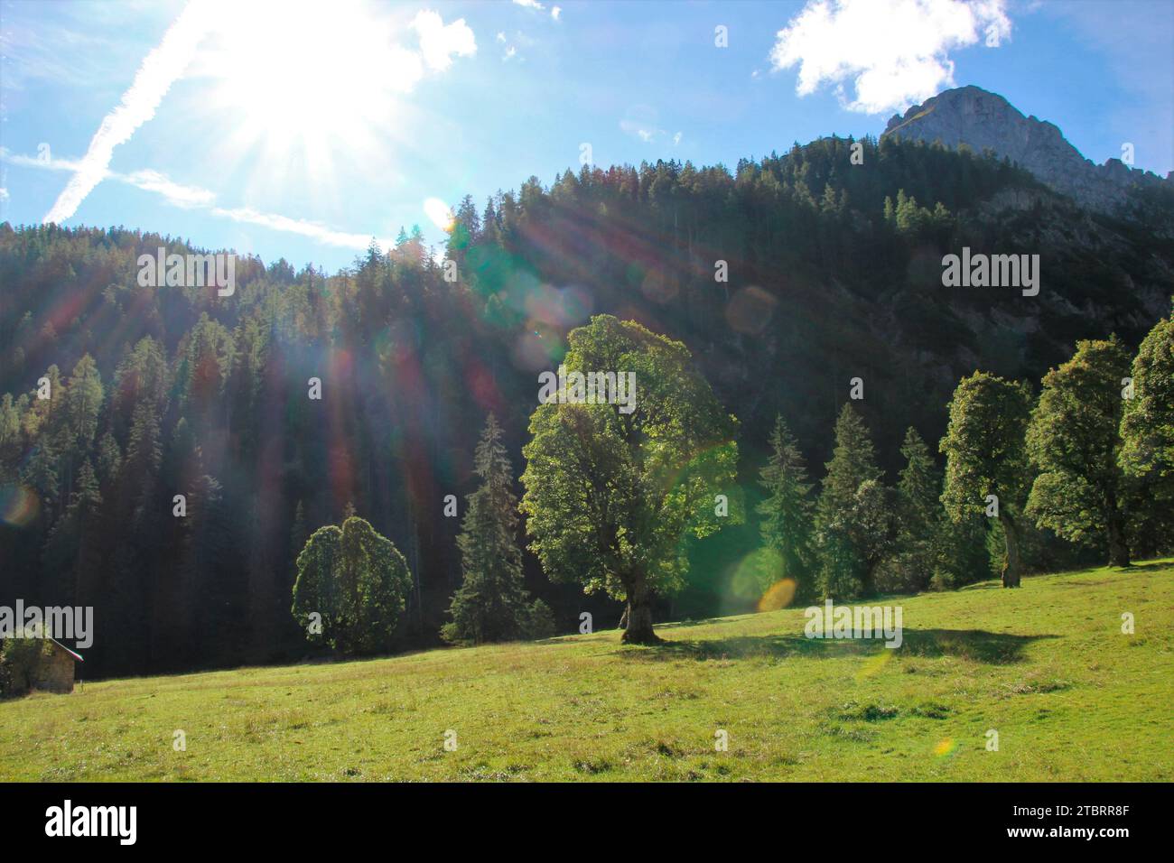 Maple trees line the path at the Rontalalm, backlight, in front of a ...