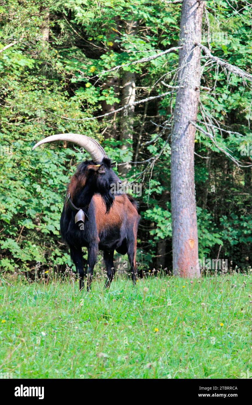 Colored german goat hi-res stock photography and images - Alamy