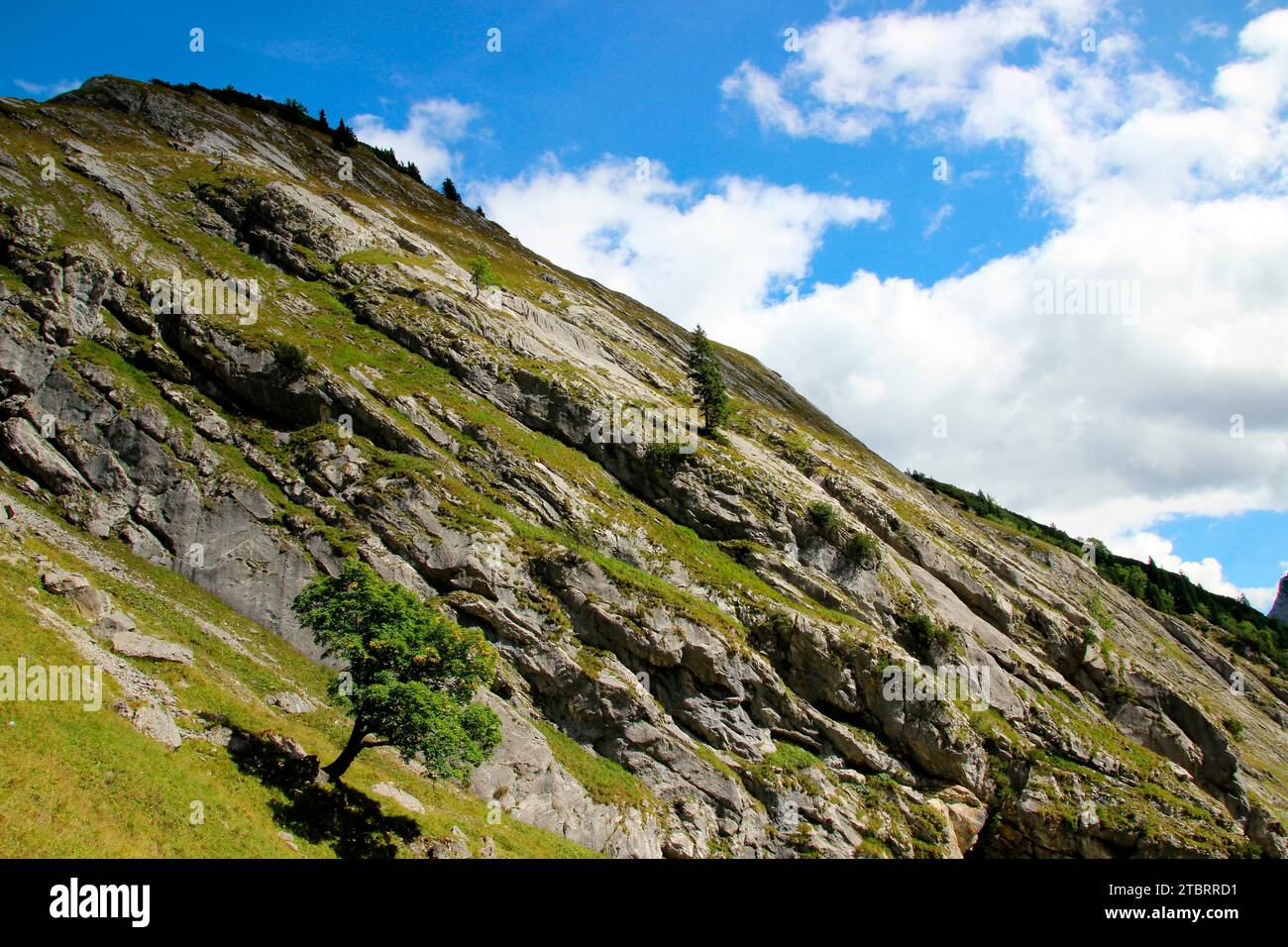 Mountain flank of the Torkopf against a blue-white sky, a single maple ...