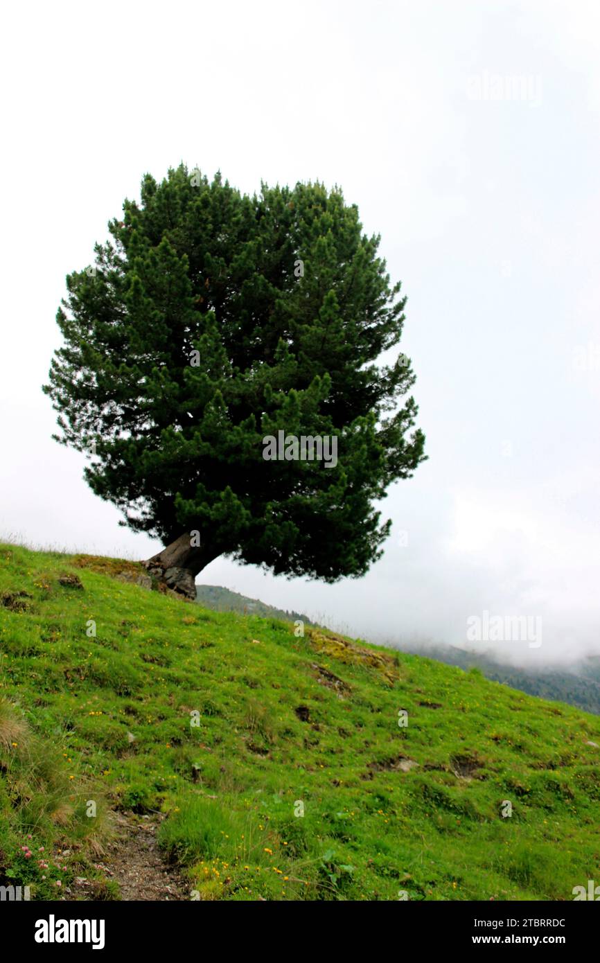 Austrian pine tree hi-res stock photography and images - Alamy