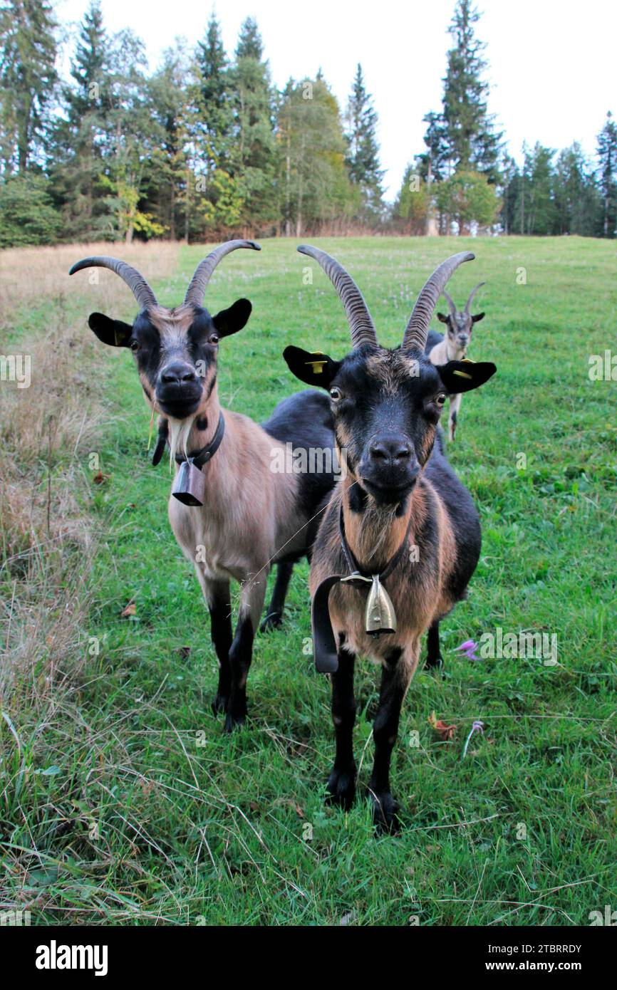 Passeier mountain goats hi-res stock photography and images - Alamy