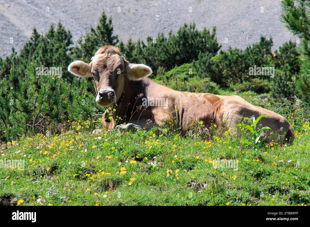 Tiroler braunvieh hi-res stock photography and images - Alamy