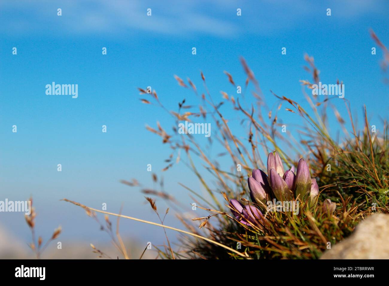 Hike to the Pleisenspitze (2569m) German gentian (Gentiana germanica ...