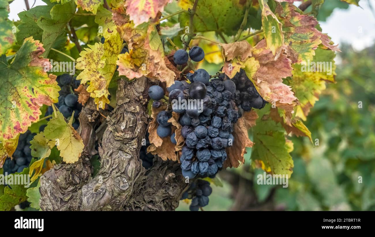Berry wilt hi-res stock photography and images - Alamy