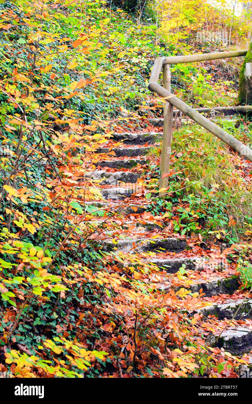 Autumn leaves cover the path and steps in the Krausegarten in ...
