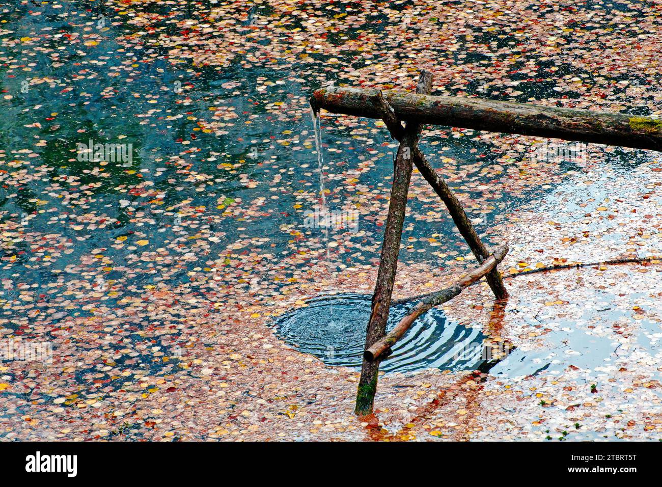 golden autumn leaves floating on a body of water with a water supply ...