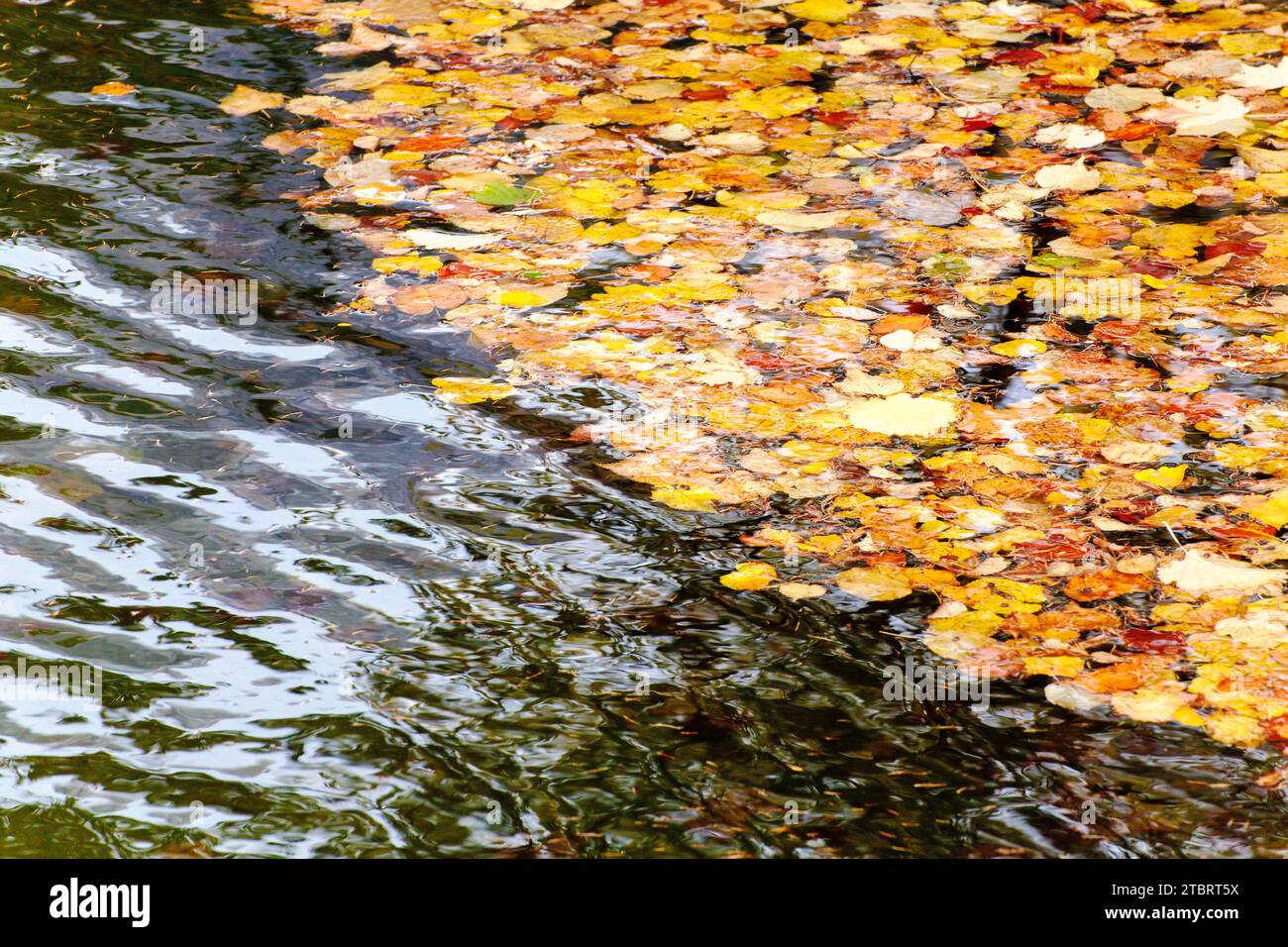 golden fall leaves floating on a body of water Stock Photo - Alamy