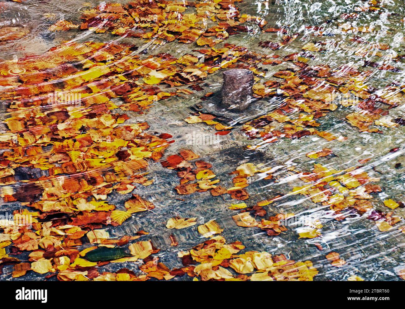 golden fall leaves floating on a body of water Stock Photo - Alamy