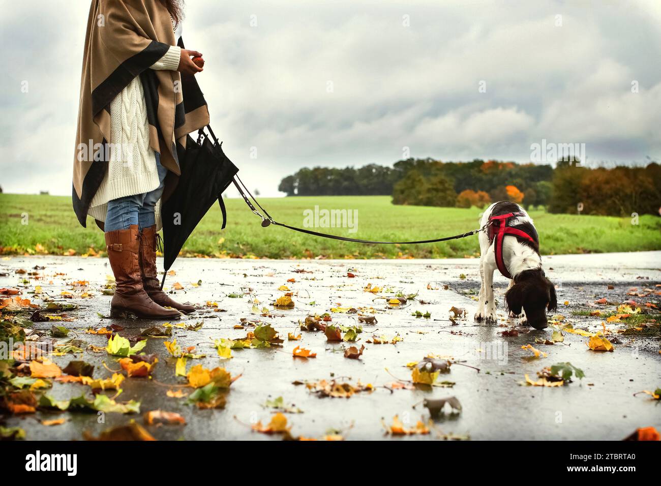 Fall foliage walk hi-res stock photography and images - Alamy