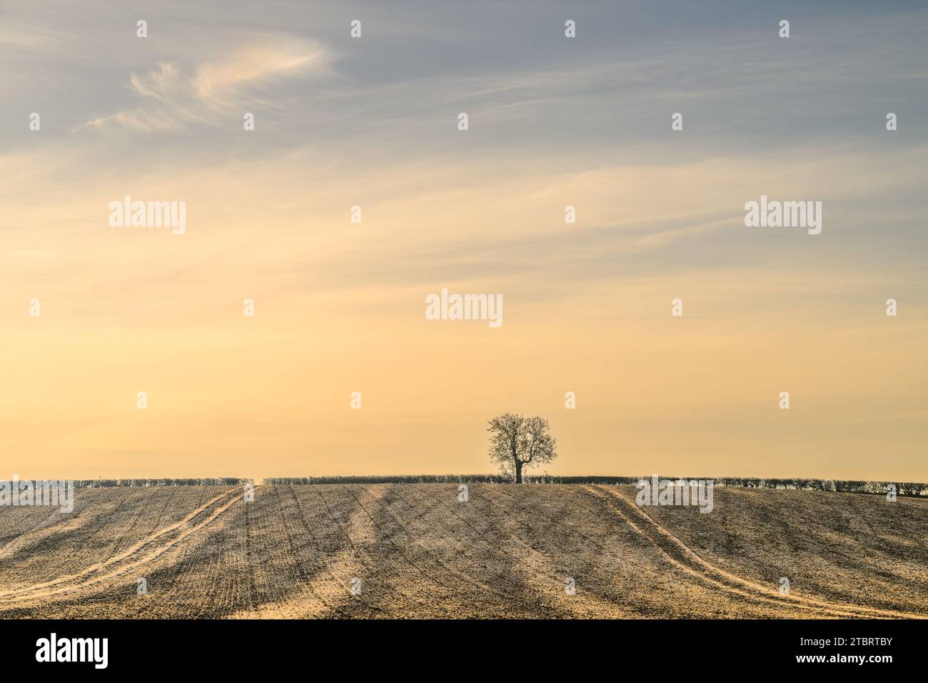 Picturesque tree stands hi-res stock photography and images - Alamy