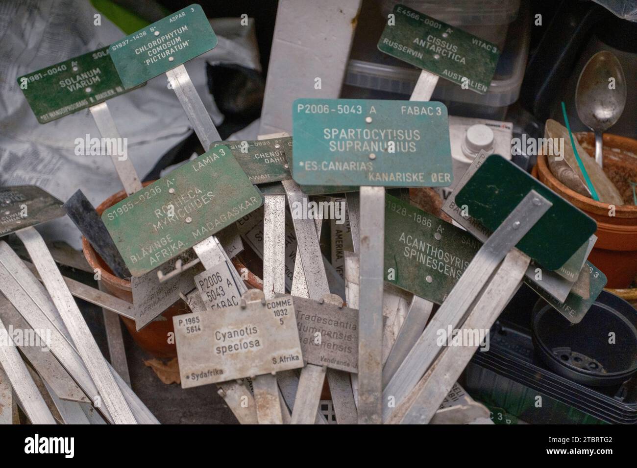 Plant signs in the palm house/nursery Stock Photo - Alamy