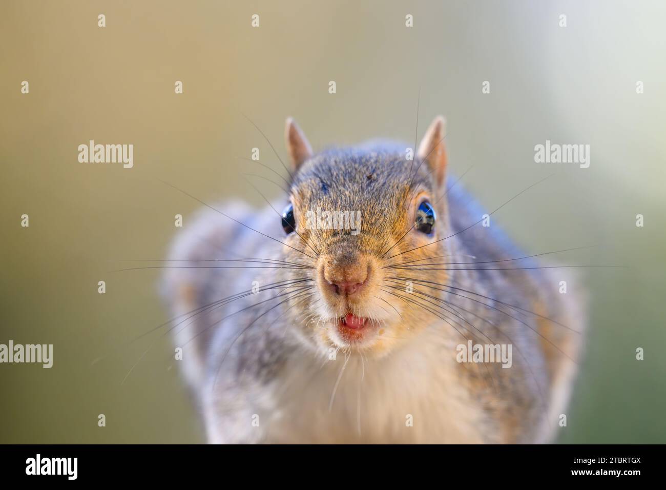 A brown adult squirrel standing with its mouth open while gazing to the ...