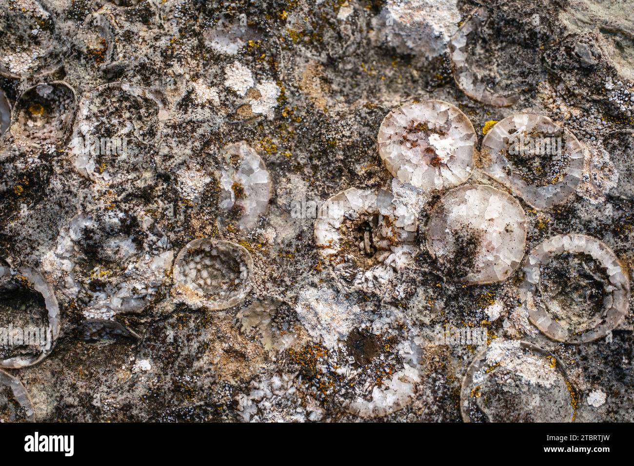 Fossilized shells with silica, Öland, Sweden Stock Photo - Alamy