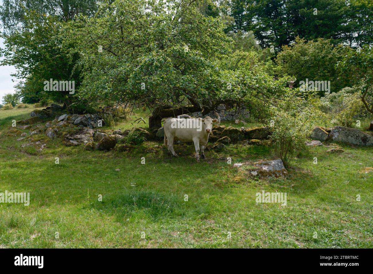 White cattle looking for shade under a tree Stock Photo - Alamy