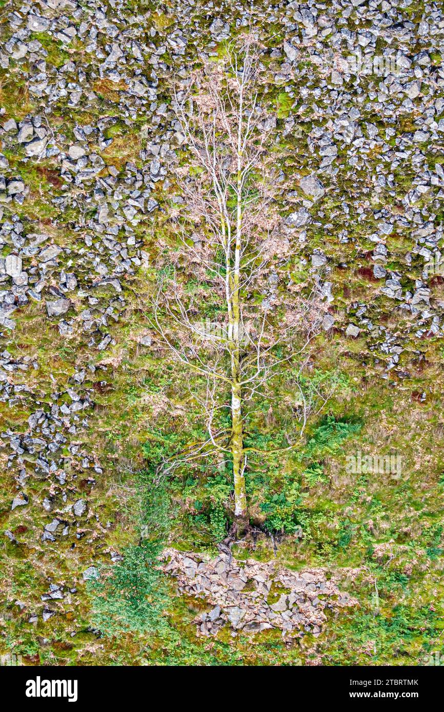 Tree on a scree field in soderasens national park hi-res stock ...