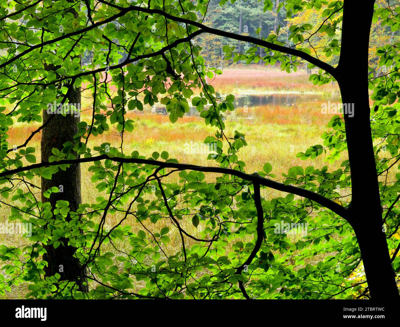 Europe, Germany, Northern Germany, Mecklenburg-Western Pomerania ...