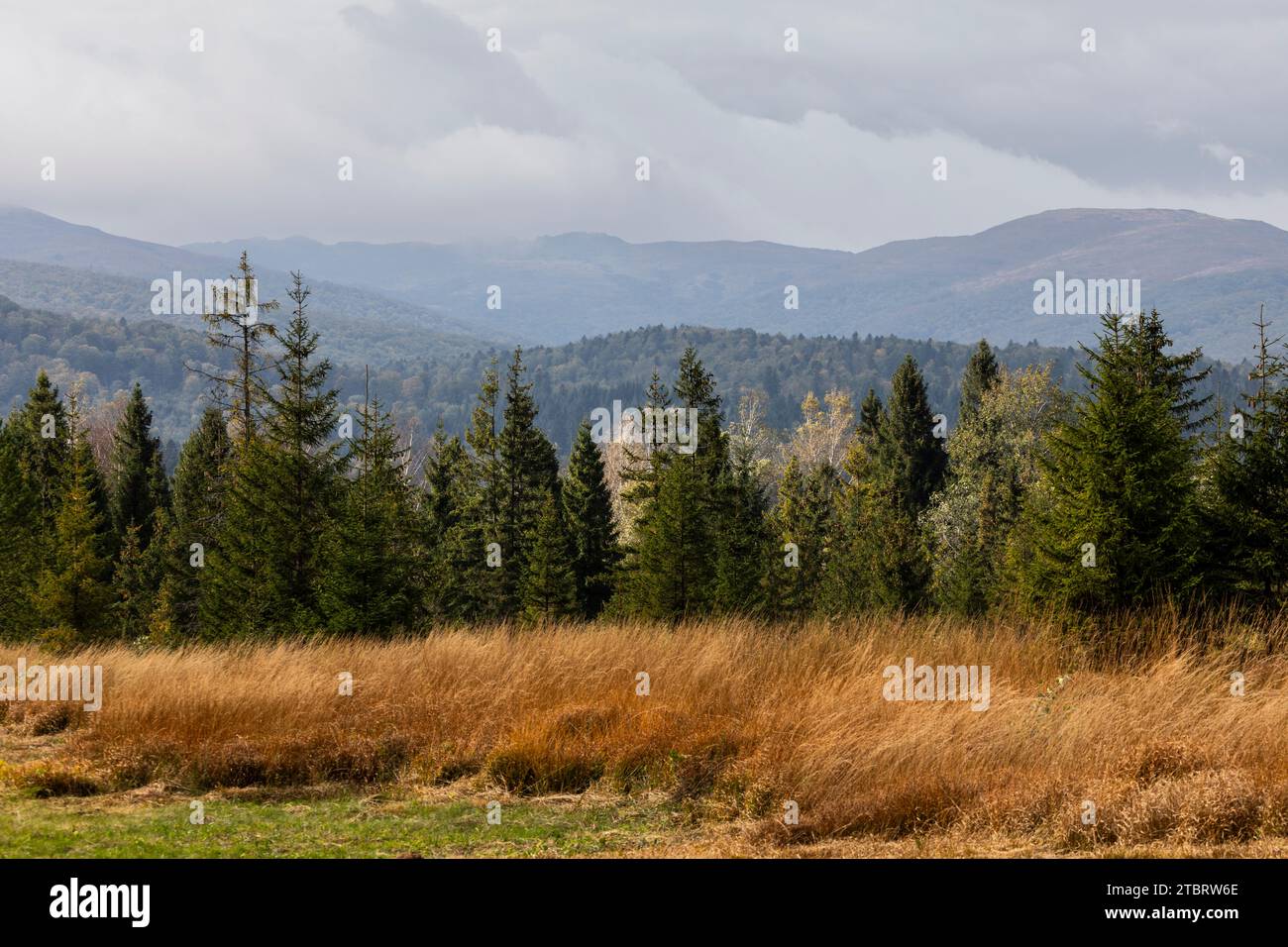 Torfowisko tarnawa tarnawa moors hi-res stock photography and images ...