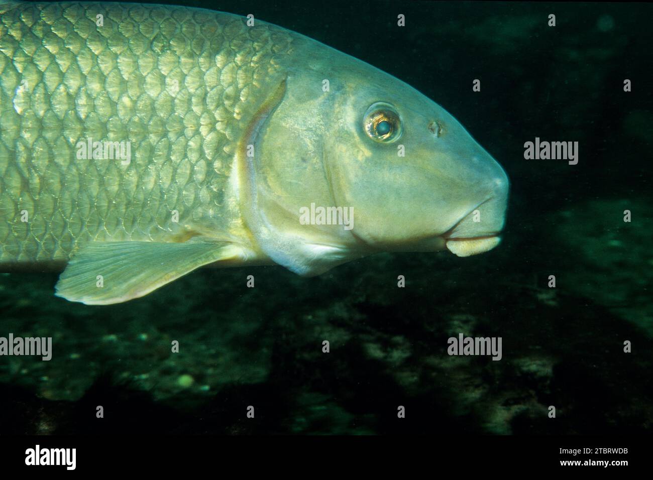 Silver redhorse, sucker fish, underwater in the St. Lawrence River ...