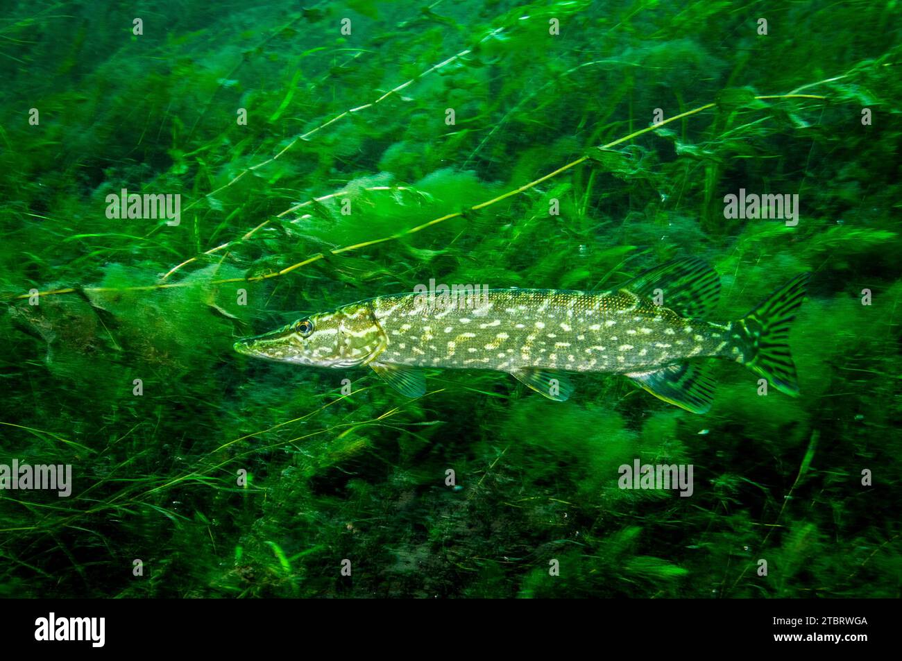 Northern Pike underwater in the St. Lawrence River in Canada Stock ...