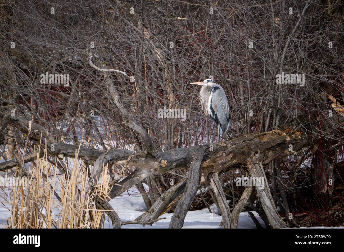 Marsh wildlife hi-res stock photography and images - Alamy
