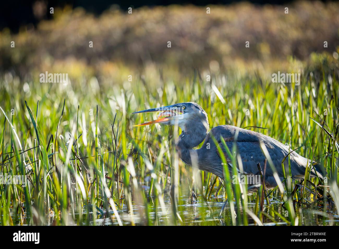 Great blue heron hunting for fishes in a marsh Stock Photo - Alamy