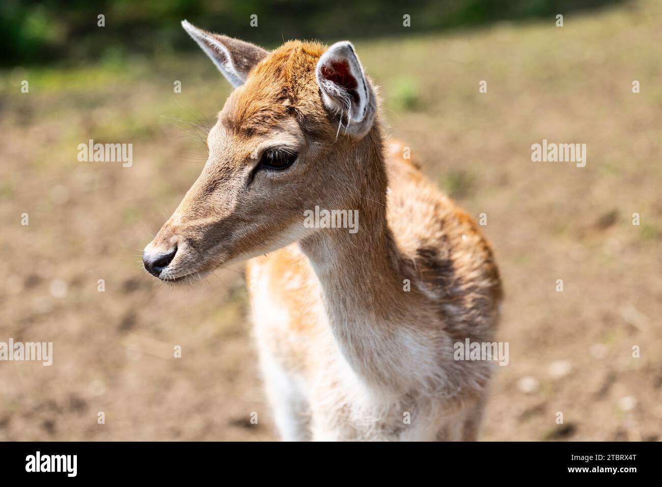 Lesny zwierzyniec liszna forest zoo in liszna hi-res stock photography ...