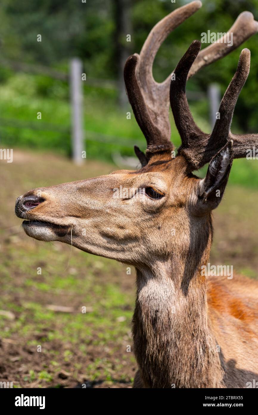 Lesny zwierzyniec liszna forest zoo in liszna hi-res stock photography ...