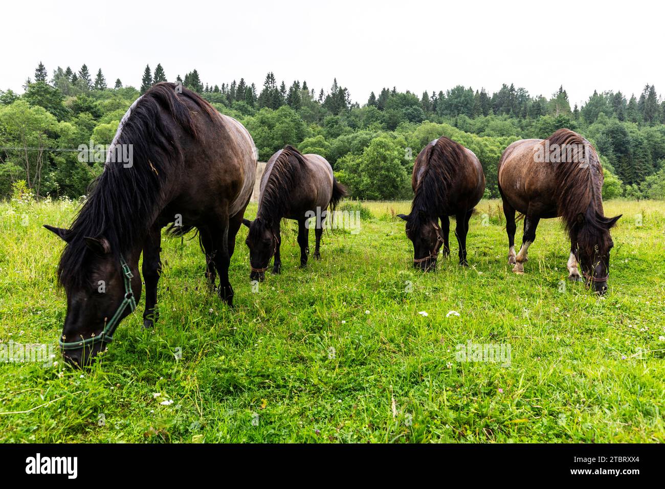 Tarnawa nizna hi-res stock photography and images - Alamy
