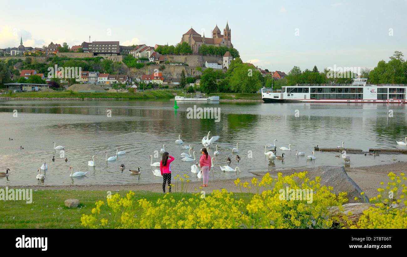 View of the Burgberg with St. Stephan Minster, Breisach am Rhein, Black ...