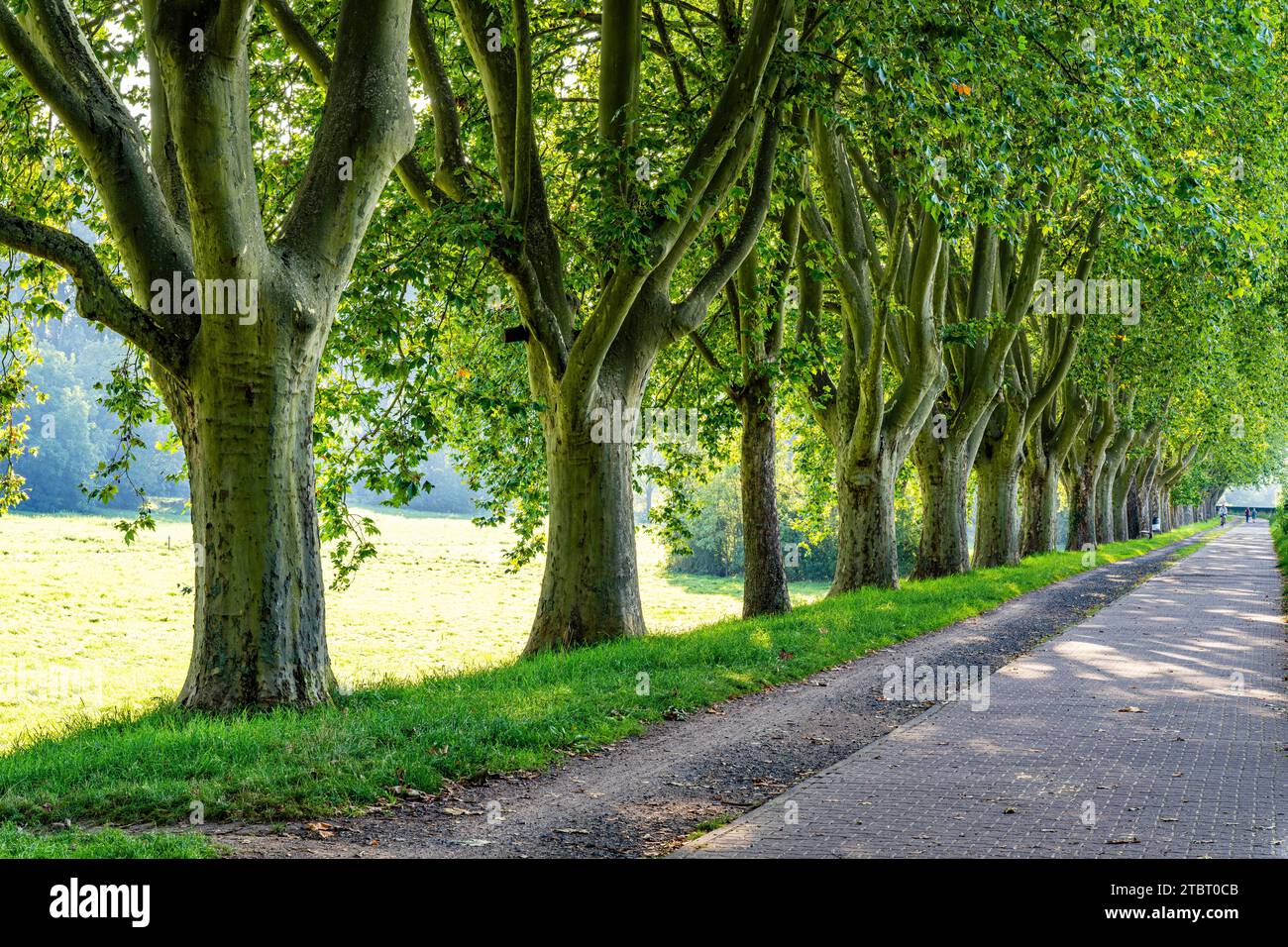 Germany, Hesse, Wiesbaden - Schierstein, local recreation area with ...
