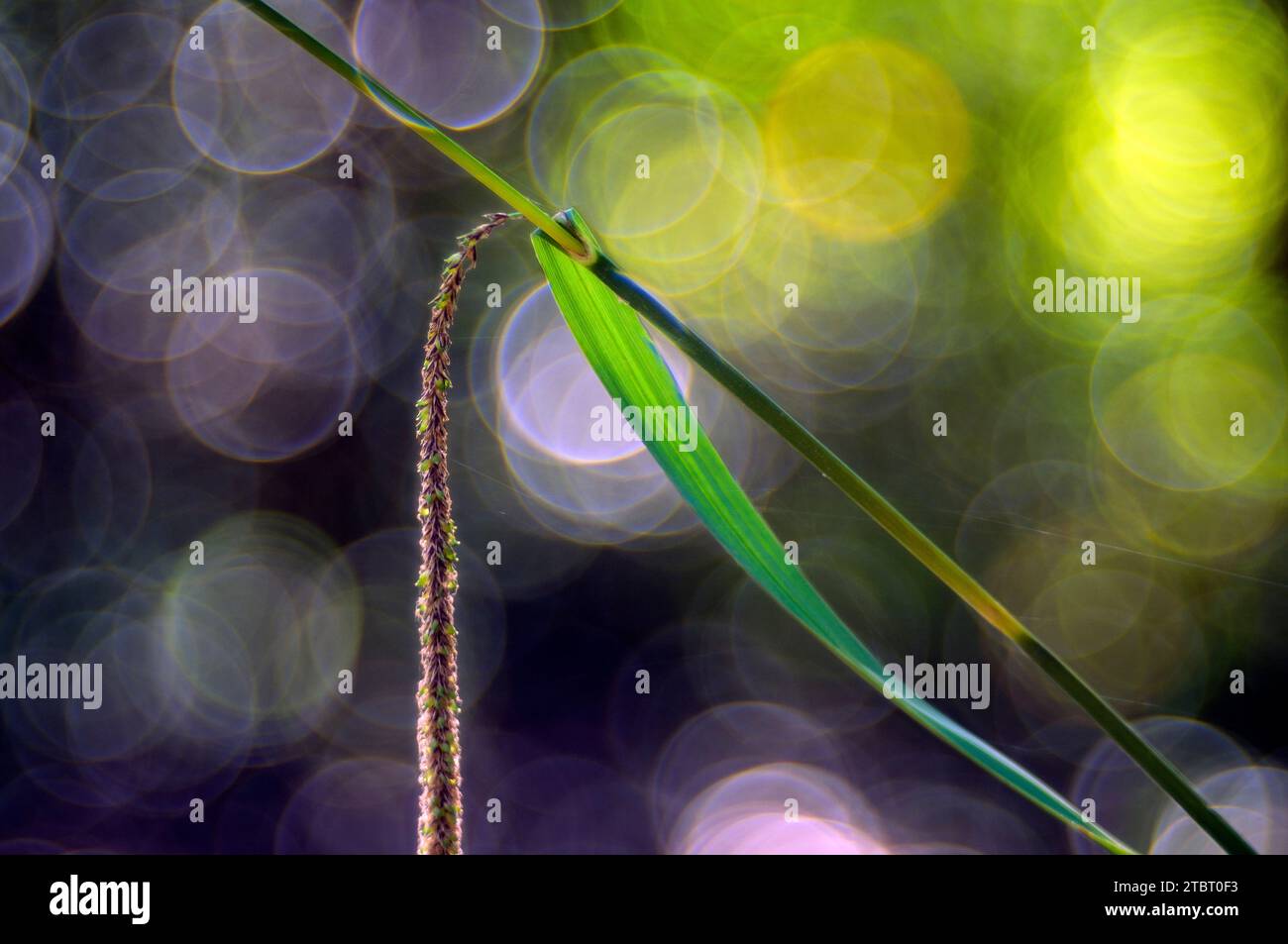 Panicle grass against the light hi-res stock photography and images - Alamy