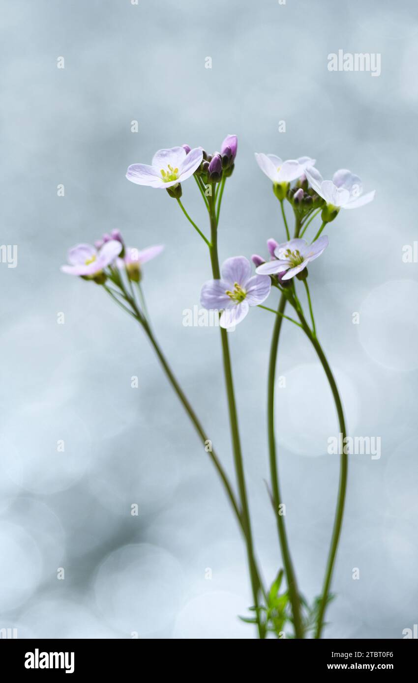 Europe, Germany, Hesse, Lahn-Dill-Bergland Nature Park, Flowers of ...
