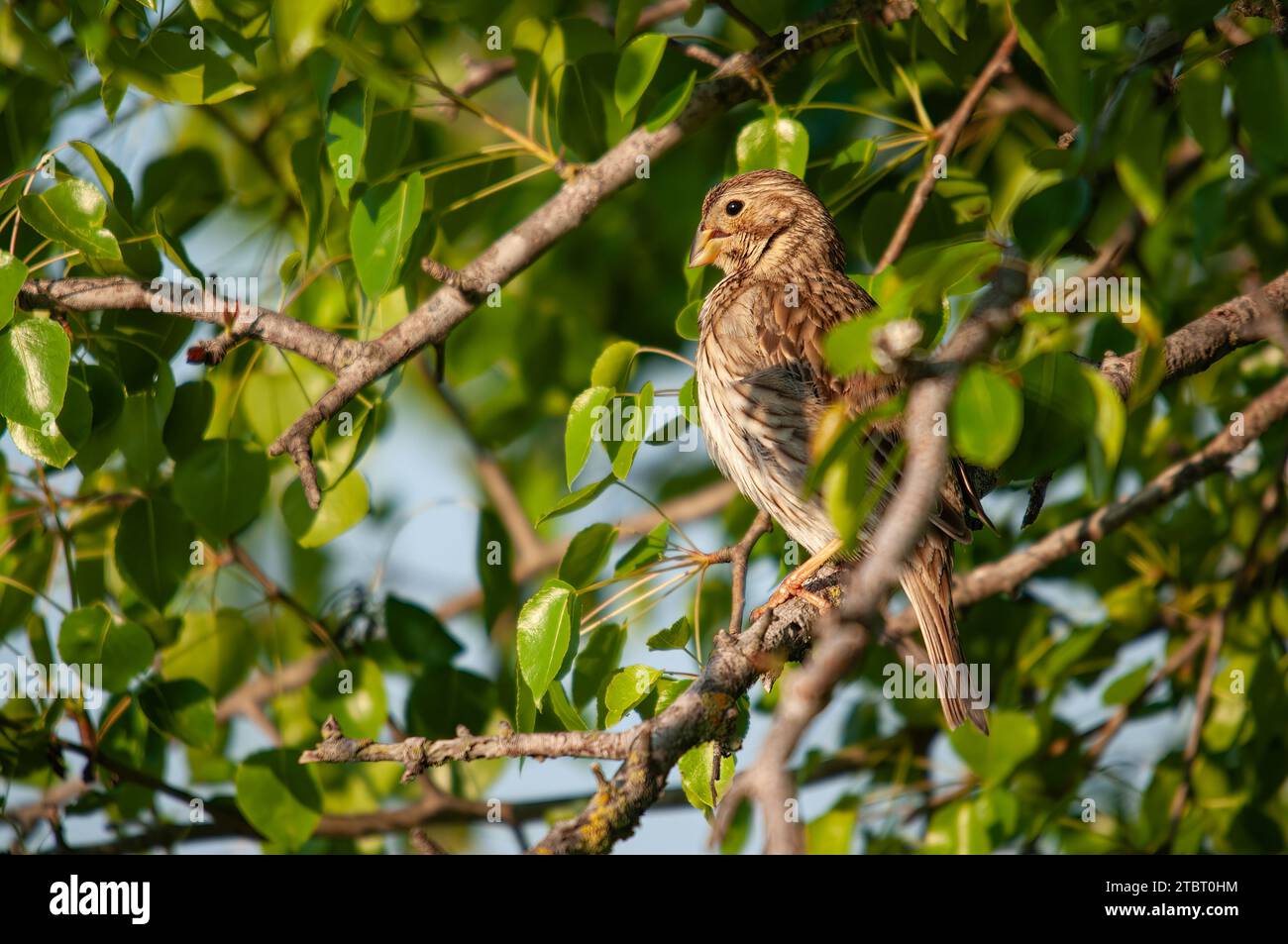 Egyptian bunting (Emberiza calandra) among branches of mixed-leaved ...