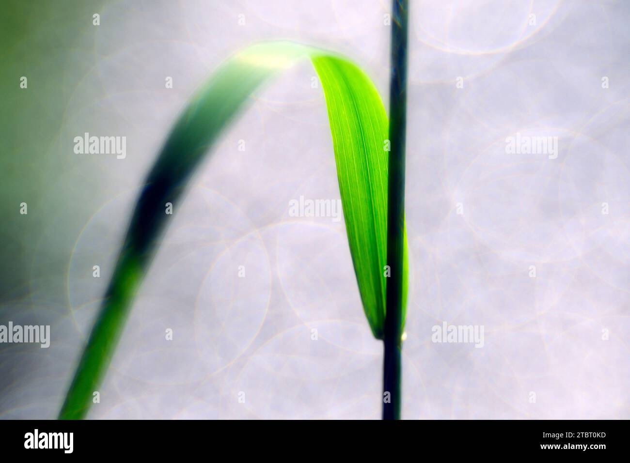 Blade of grass against the light hi-res stock photography and images ...