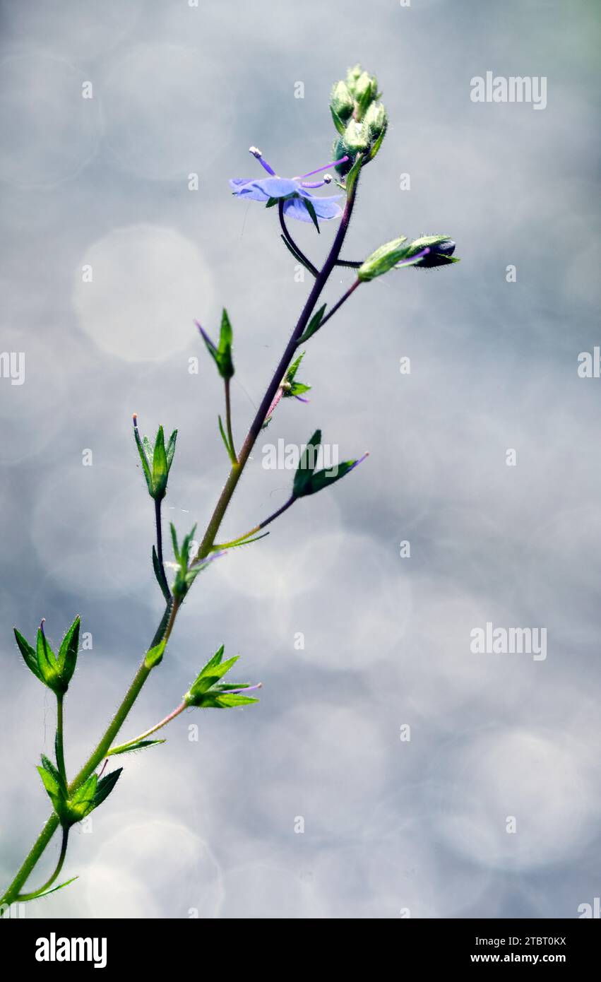 Europe, Germany, Hesse, Lahn-Dill-Bergland Nature Park, Blossoms of ...