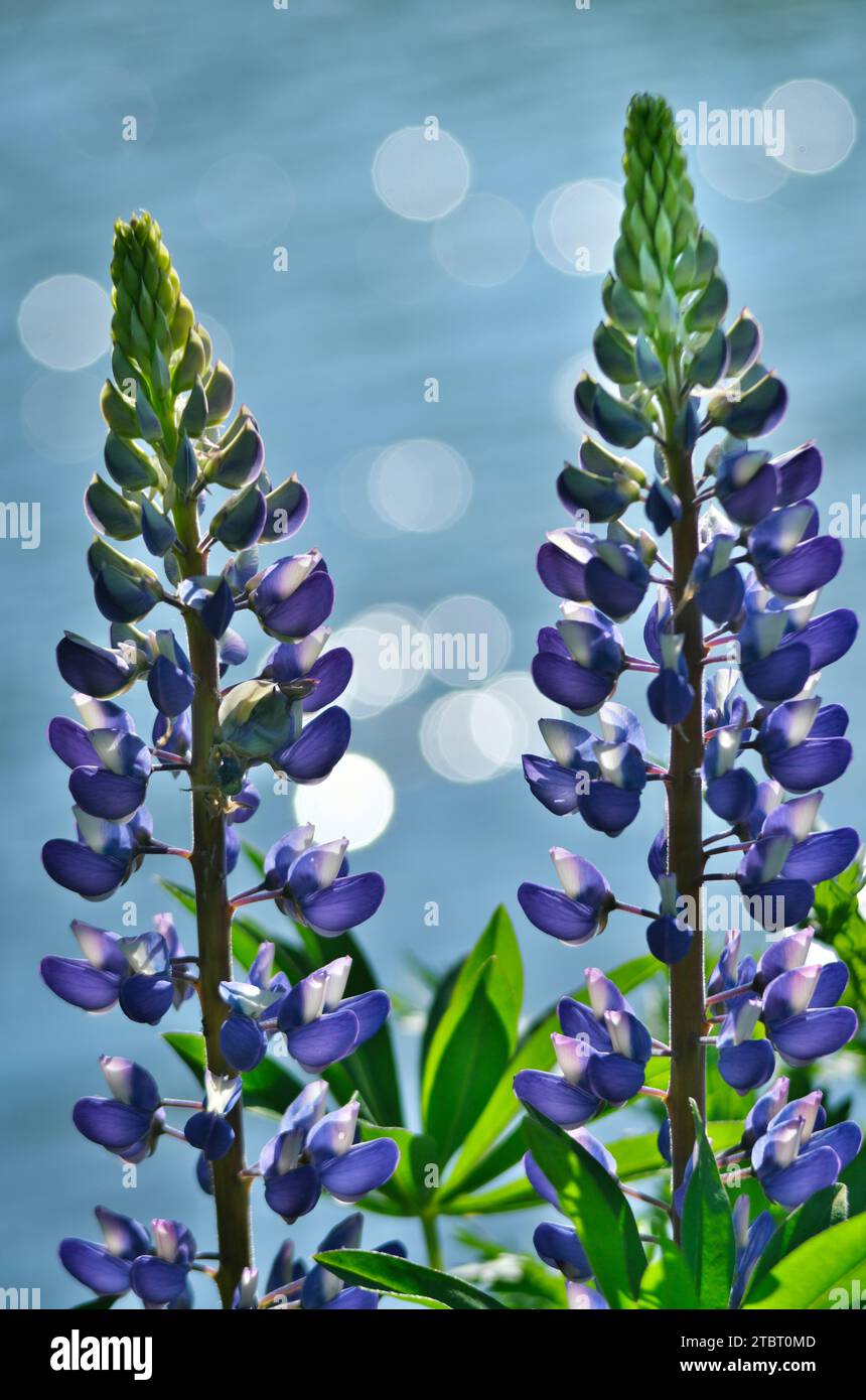 Perfsee hi-res stock photography and images - Alamy